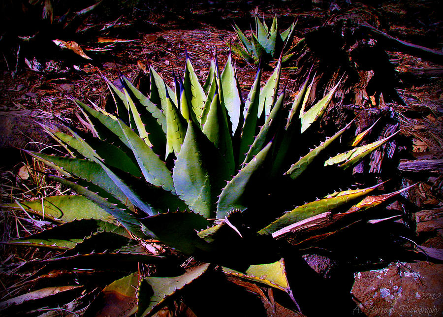 Agave Colors Photograph by Aaron Burrows - Fine Art America