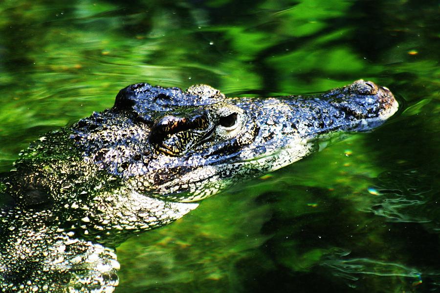 Al E. Gator Photograph by Christopher Hoffman - Fine Art America