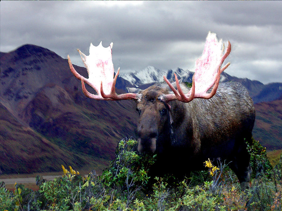 Alaska Bull Moose Digital Art by Mary Dreher | Fine Art America