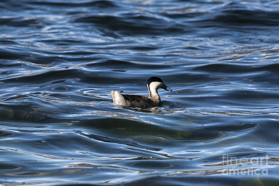 Albatross bird in Galapagos Island Photograph by Lucas Guardincerri ...