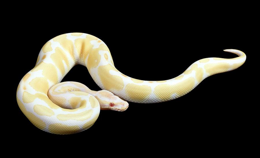 Albino Royal Python Photograph by Science Photo Library - Pixels Merch