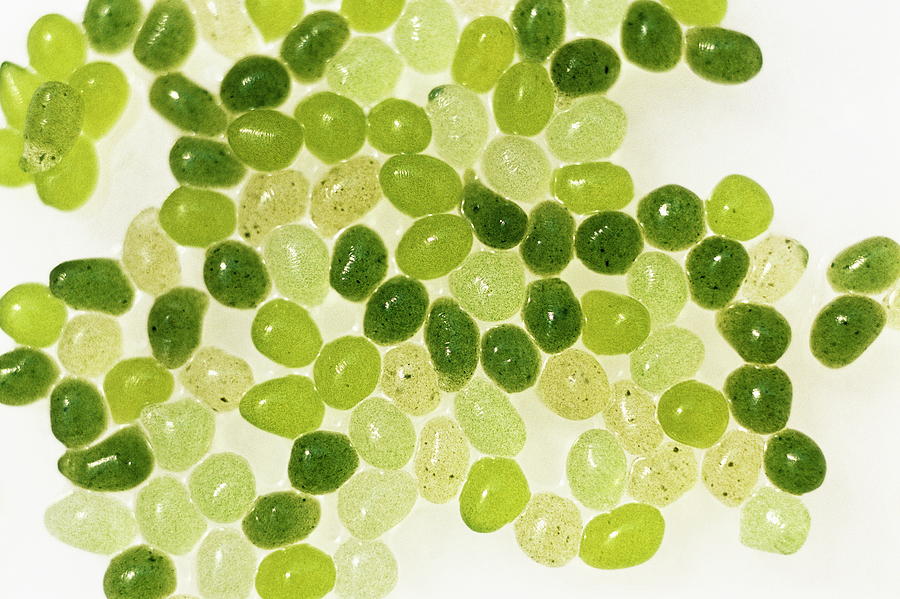 Algal Gel Capsules Photograph by Pascal Goetgheluck/science Photo ...