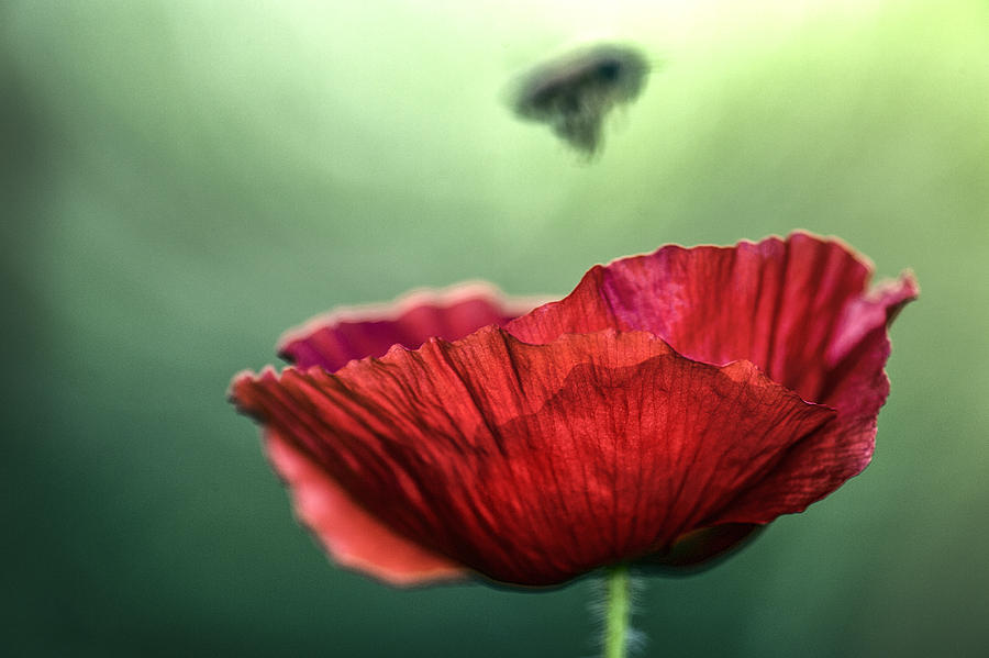 Alien Bee Photograph by William Lax - Fine Art America