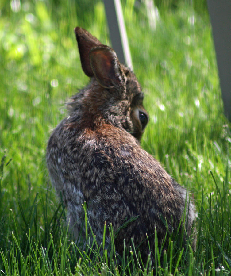 Alien Bunny Photograph by Mr Other Me Photography DanMcCafferty - Fine ...