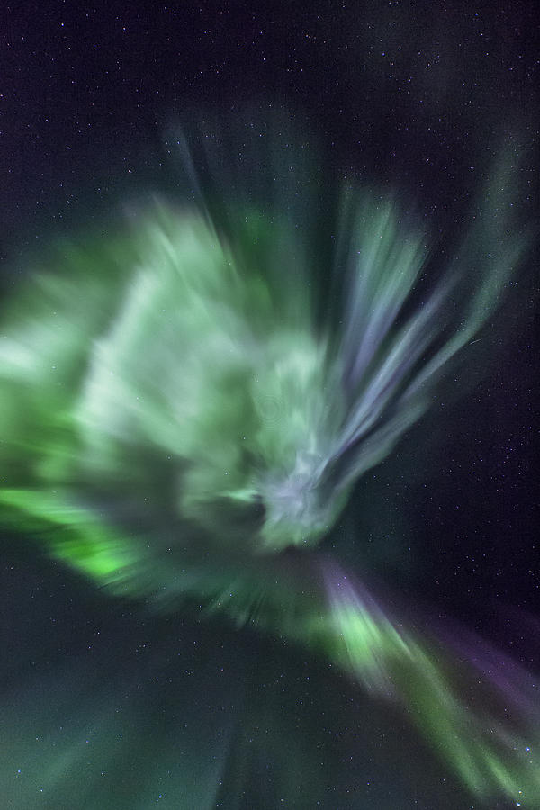 Alien eagle Photograph by Tom Kiil | Fine Art America