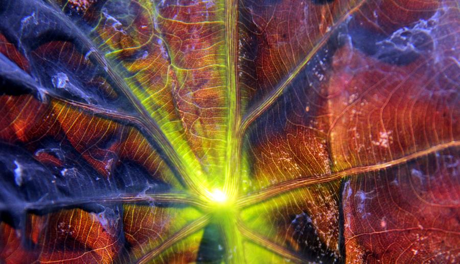 Alien Leaf Photograph by Xt Leavitt - Fine Art America