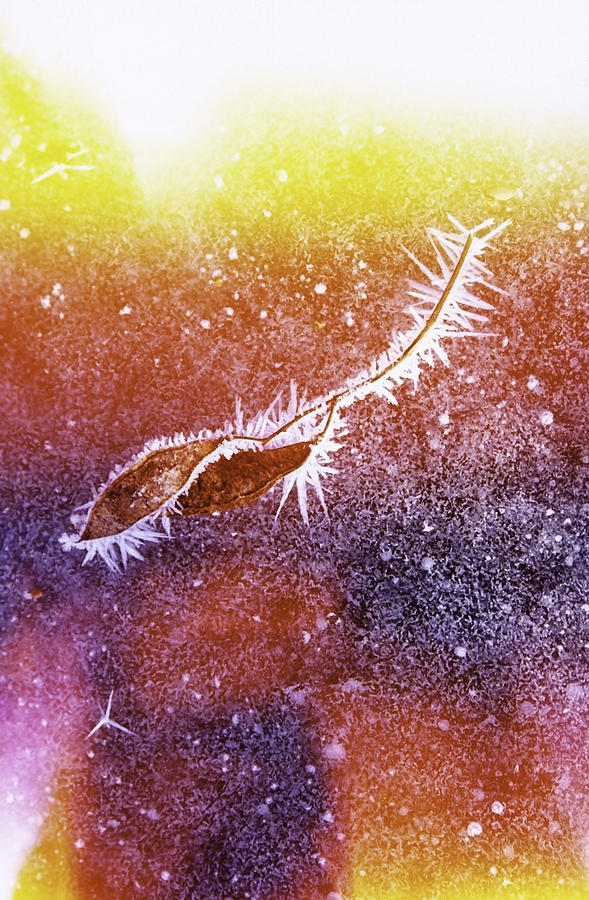 Alien life forms Photograph by Patrick Kessler - Pixels