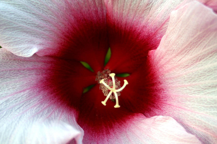 Alien Photograph by Mac Kenney - Fine Art America