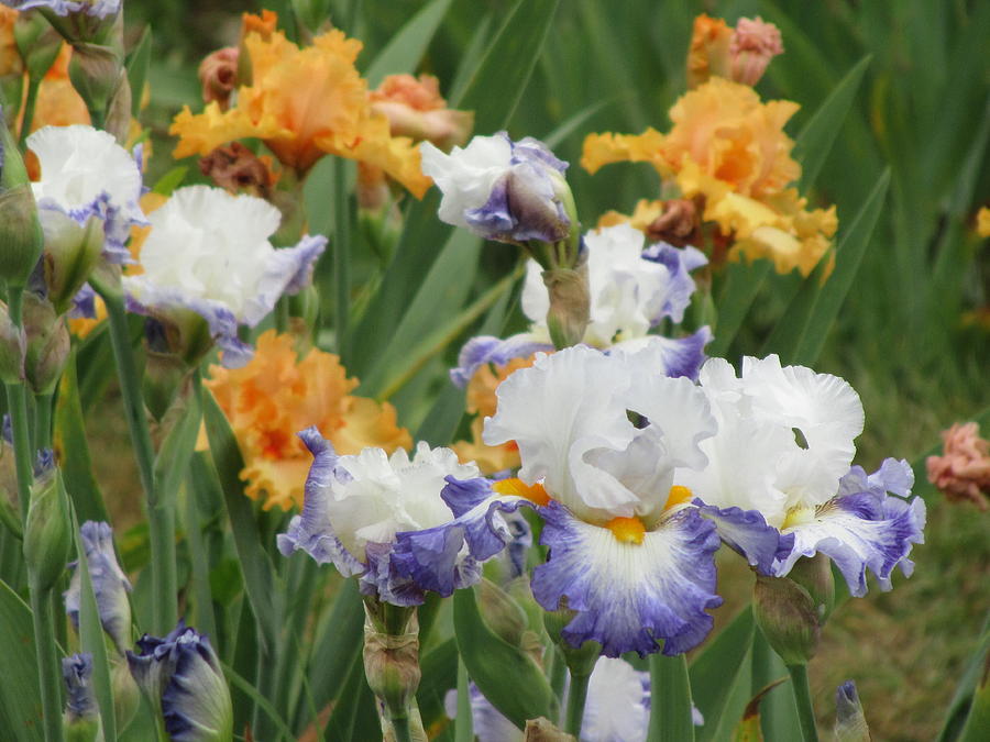 Alizes Iris Photograph by Iris Prints - Pixels