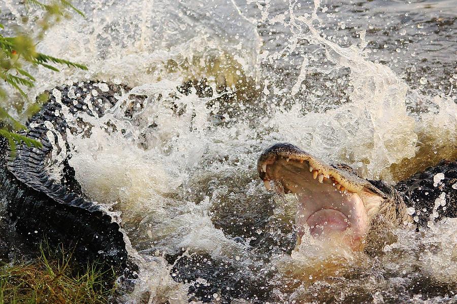 Alligator Fight Photograph by Paulette Thomas - Pixels
