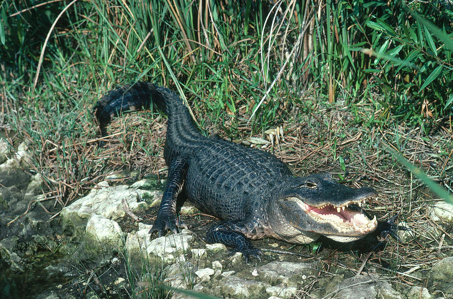 Alligator Photograph by Millard H. Sharp - Fine Art America