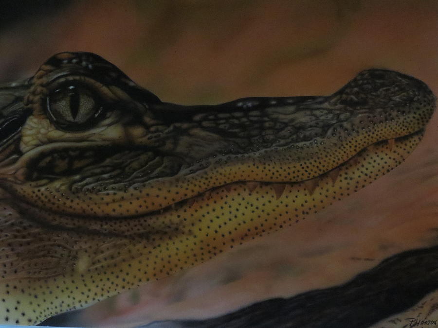 Alligator Painting by Peter Hartog - Fine Art America