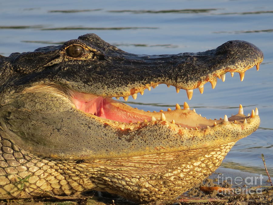 Alligator's Mouth Photograph by Zina Stromberg