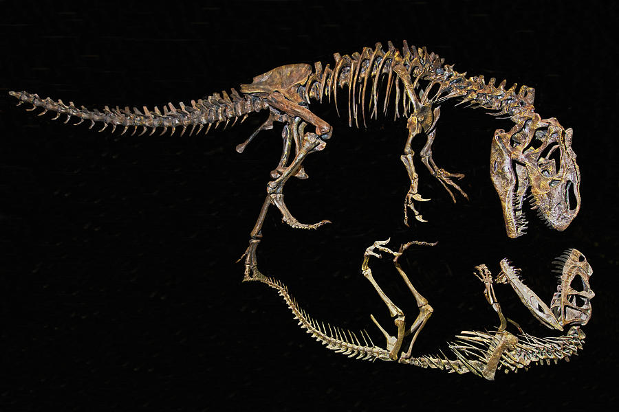 Allosaurus Fighting Photograph by Millard H. Sharp - Pixels