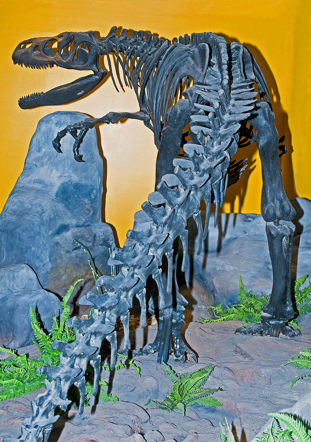 Allosaurus Skeleton Photograph by Millard H. Sharp - Fine Art America
