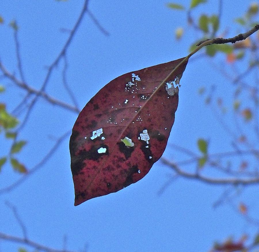Almost Falling Photograph by Dana Doyle | Fine Art America