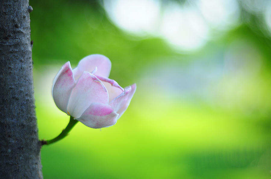 Alone Flower Photograph by Everson Oliveira | Fine Art America