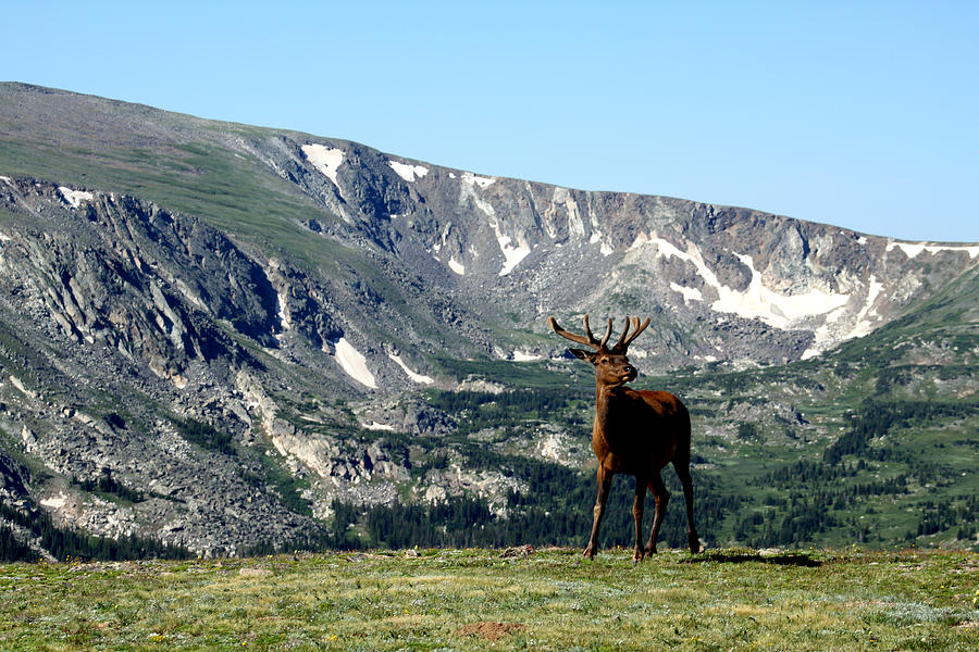 Alpha female Photograph by Ronald Conlin - Fine Art America