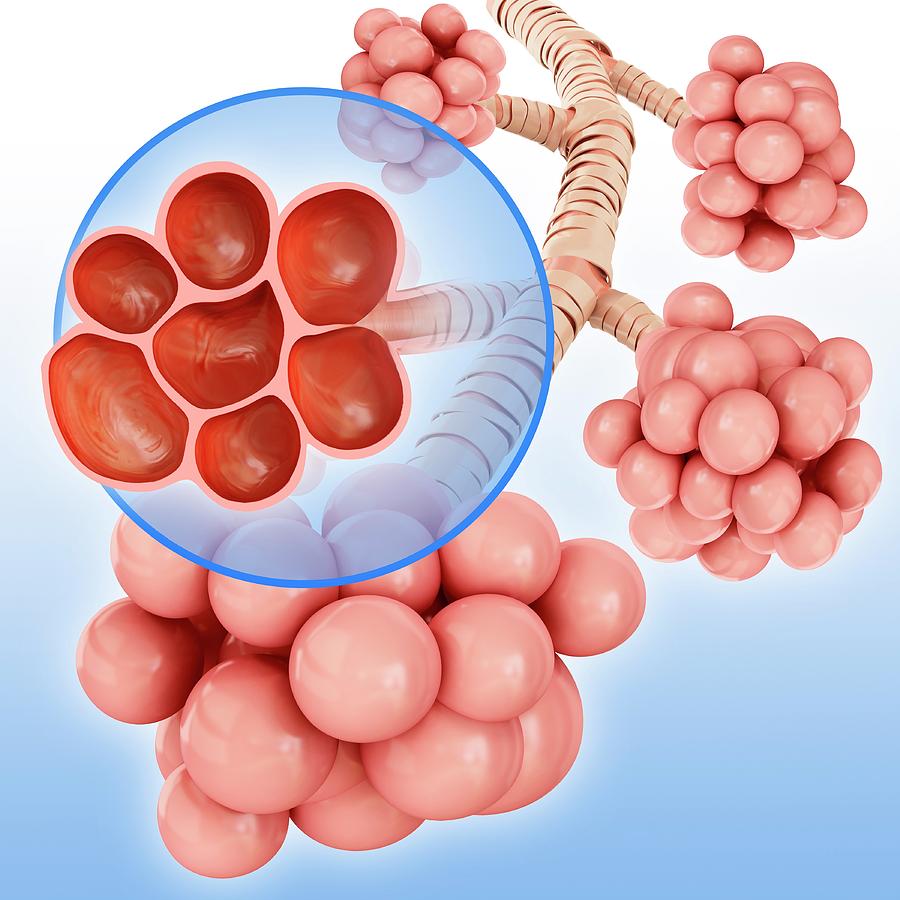 Alveoli Clusters Photograph by Pixologicstudio/science Photo Library ...