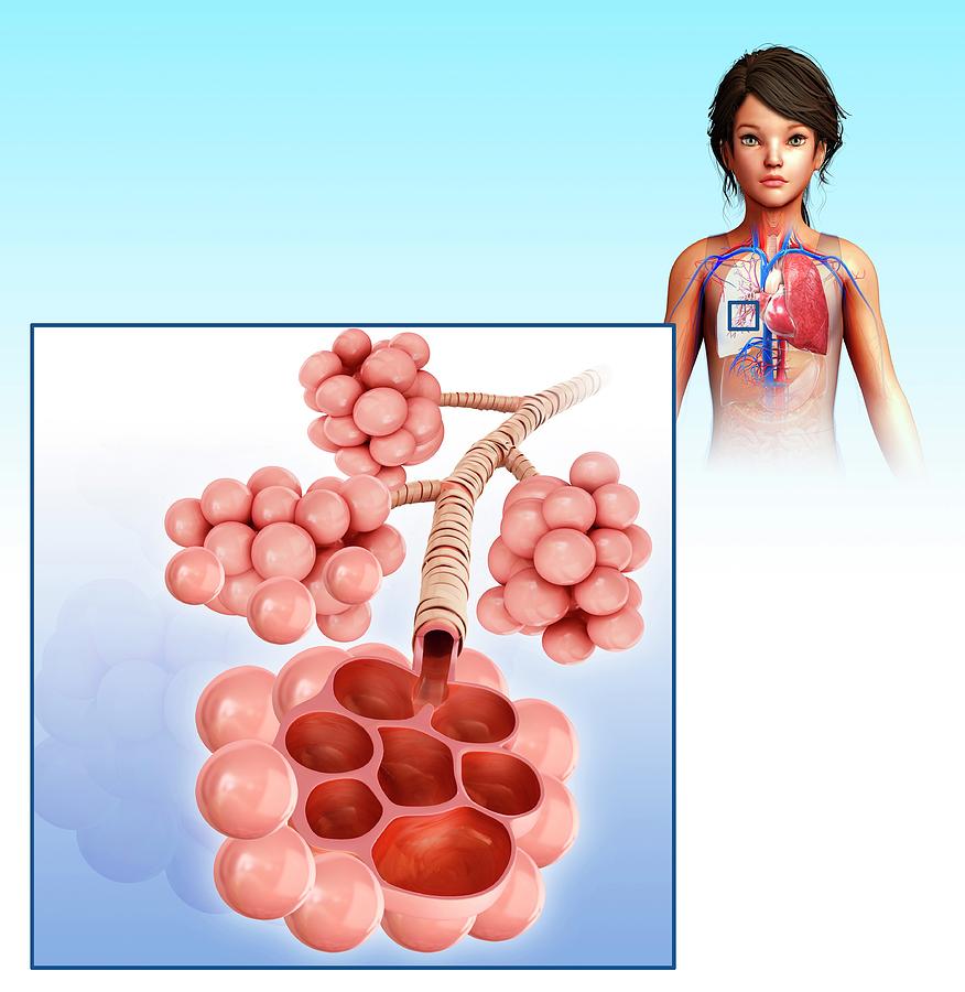 Alveoli by Science Photo Library