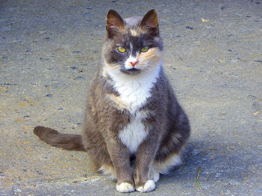 Alysse.2 Photograph by Constance Jackson - Fine Art America