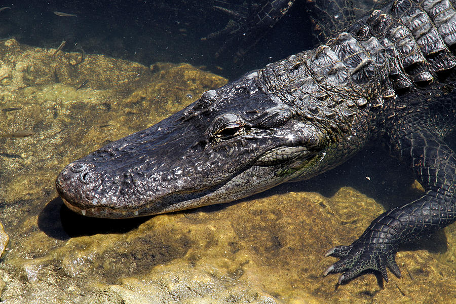 American Alligator Photograph by Doris Potter - Fine Art America