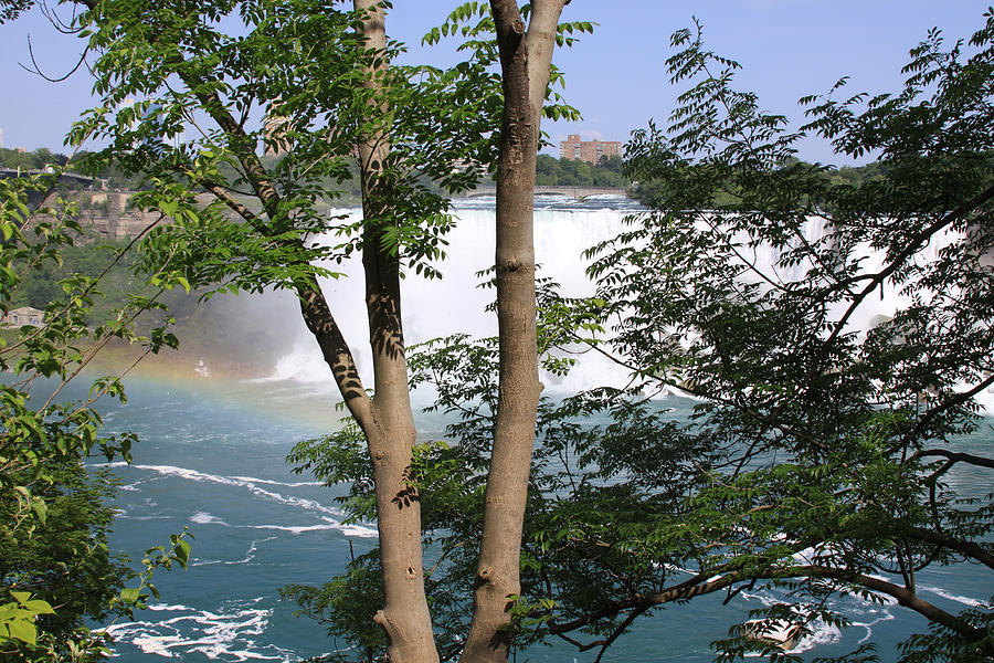 American Falls Behind Tree Photograph by Christopher Schultz