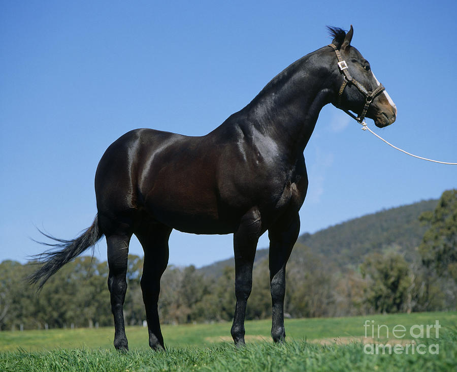 Dark Bay American Quarter Horse