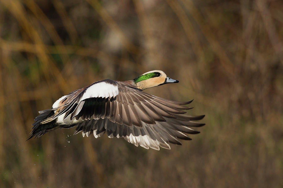 American Wigeon Taking Flight Photograph by Ken Archer - Fine Art America