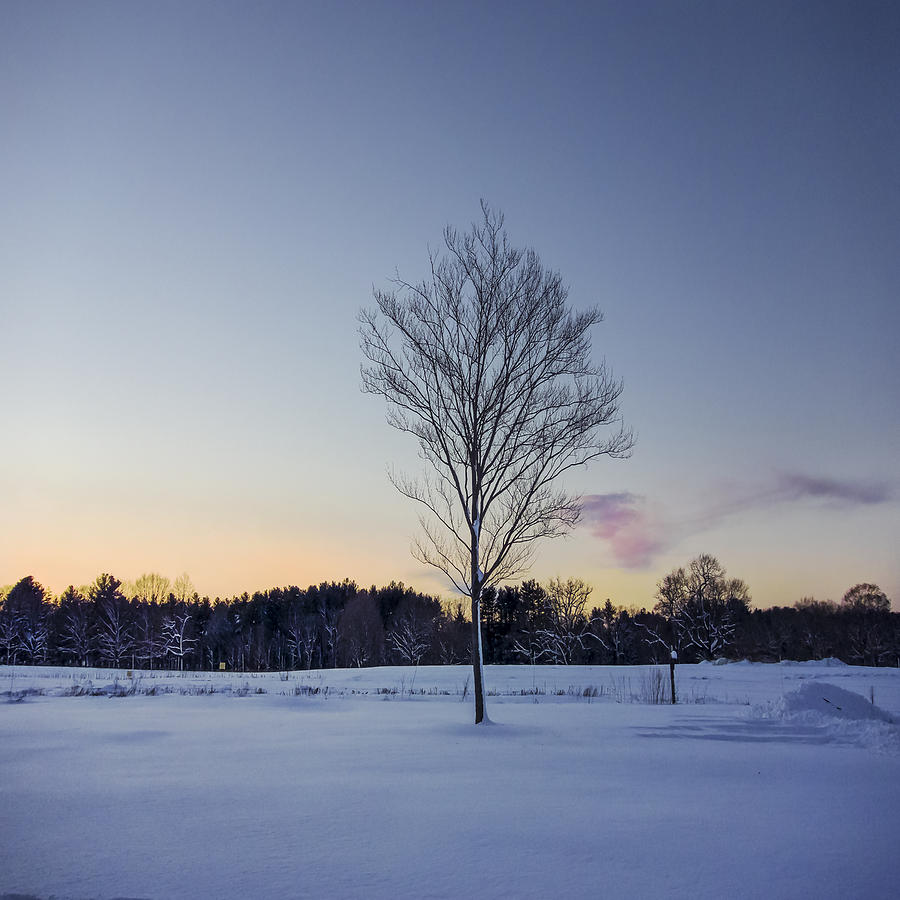 An Appleton Tree at Dusk Photograph by Stoney Stone - Fine Art America