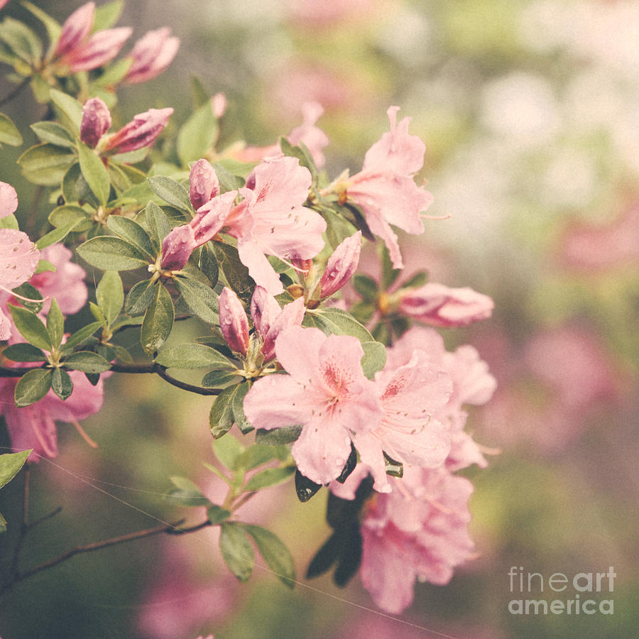 An Ode to Spring Photograph by Katya Horner - Pixels