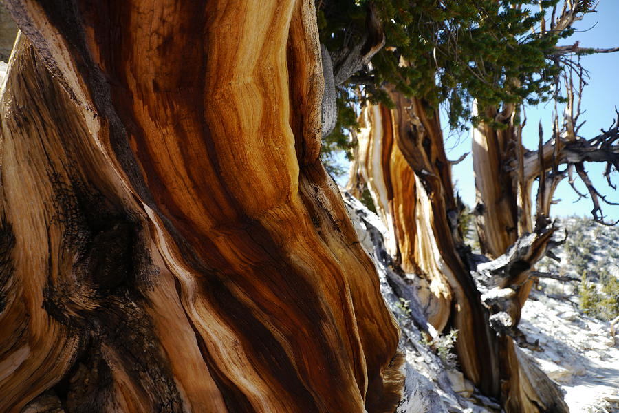 Ancient Bristlecone Pine Photograph by Steven Schecter - Fine Art America