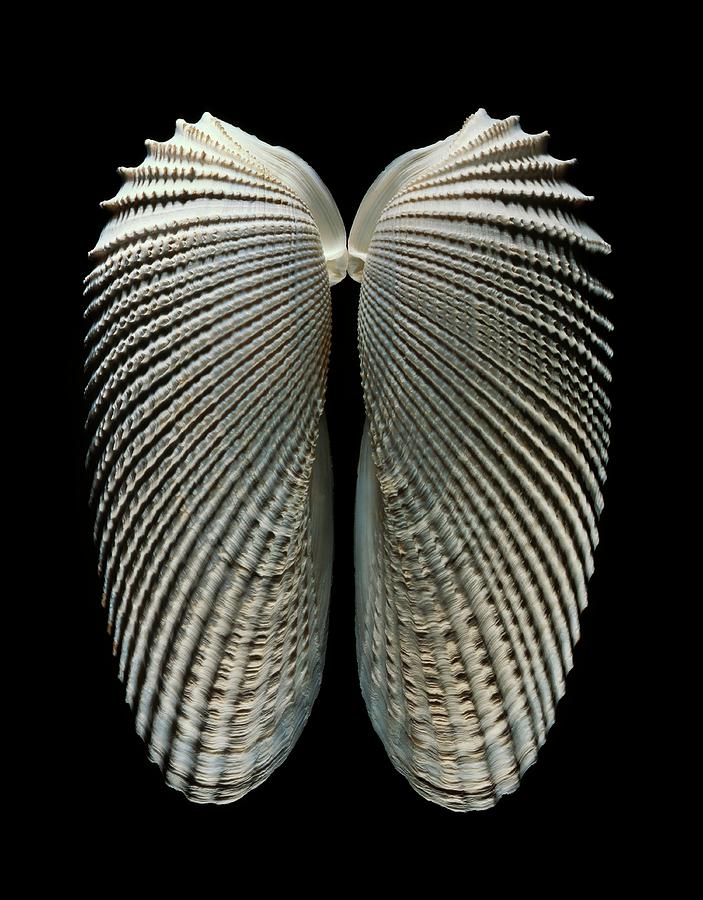 Angelwing Clam Shell Photograph by Gilles Mermet - Fine Art America