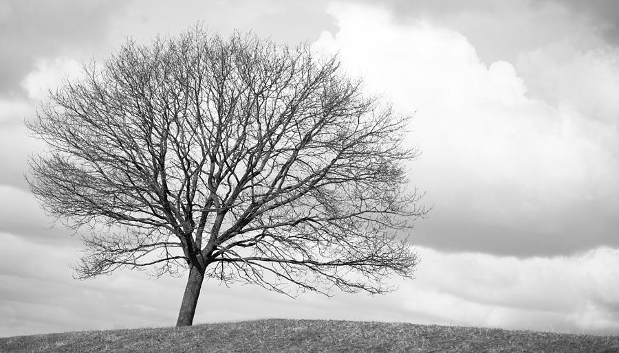 Angle Tree Photograph by Jerry Wesley - Fine Art America
