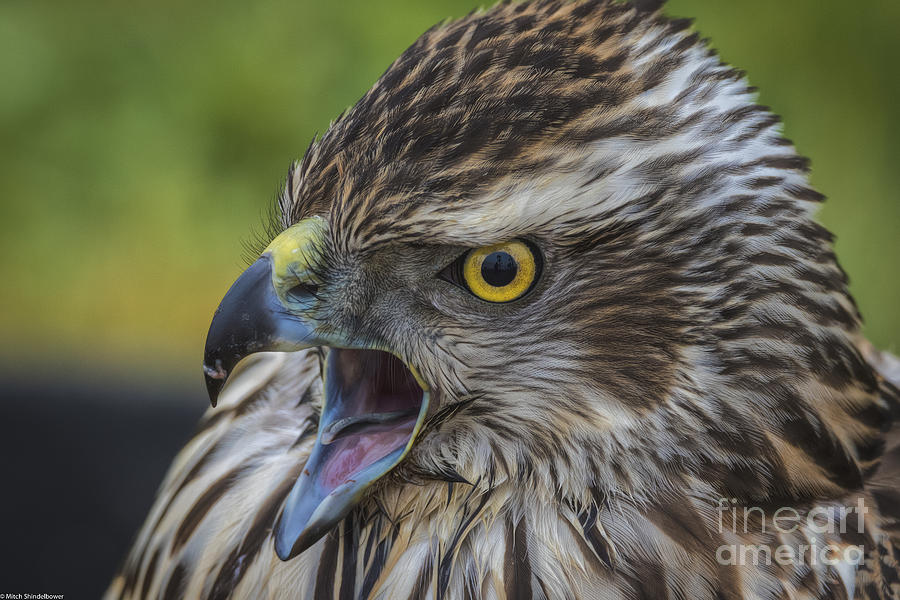 Angry Goshawk Photograph by Mitch Shindelbower