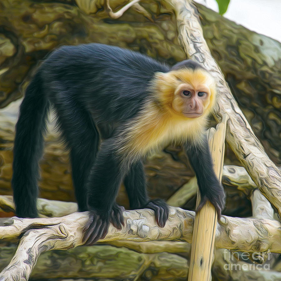 Annoyed Monkey Angry Monkey Common Langur Presbytis Entellus, Mandore,