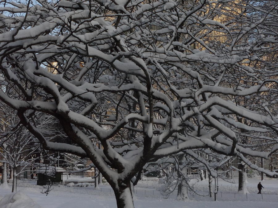 Angular Tree with Snow Photograph by Winifred Butler - Fine Art America