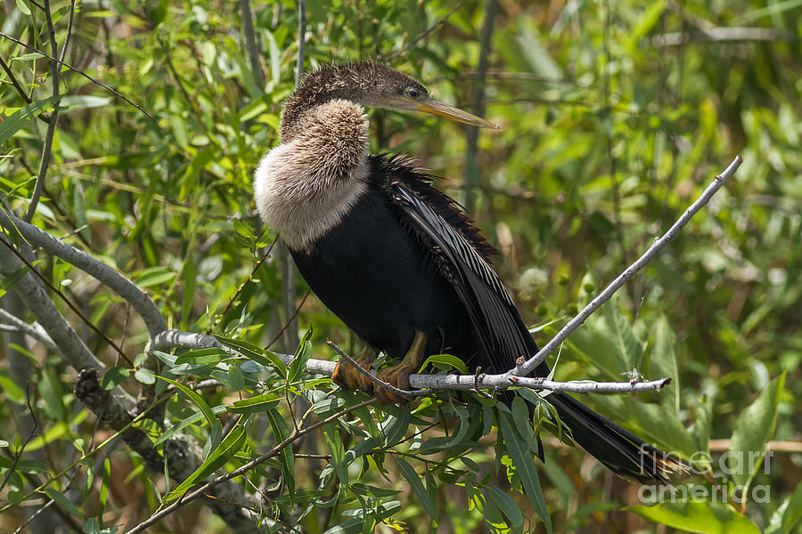 Anhinga Posing Right Photograph by Howard Smith - Fine Art America