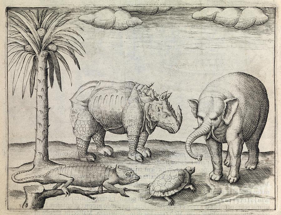 Animals Of Java, 17th Century by Science Photo Library