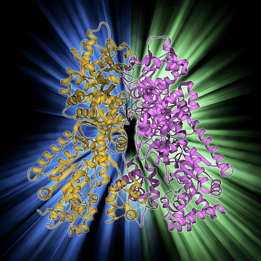 Anthrax Lethal Factor Molecule Photograph by Science Photo Library ...
