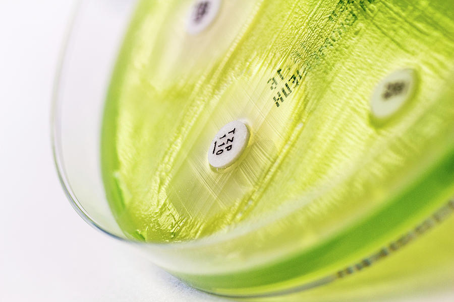 Antibiotic Sensitivity Testing Photograph by Daniela Beckmann / Science ...