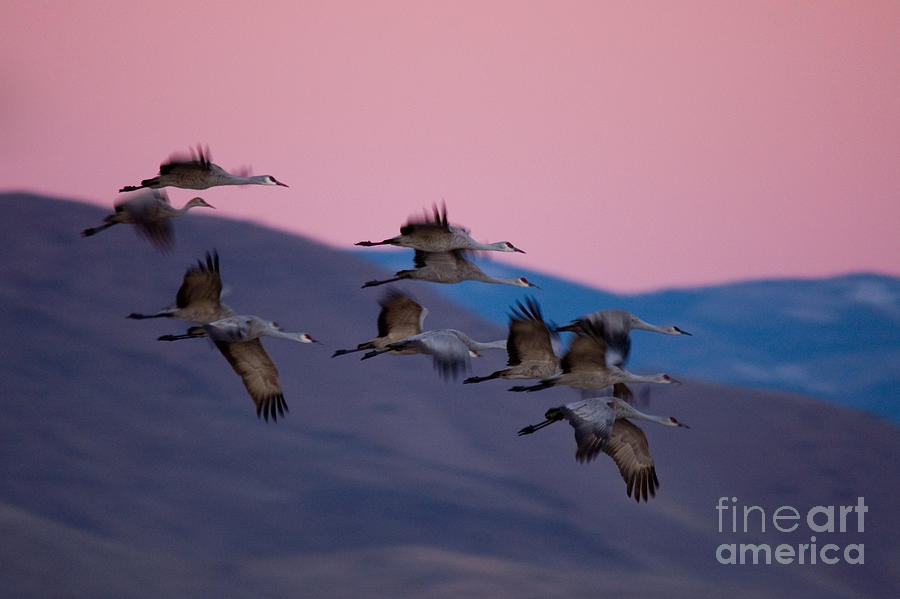 Apache Flight Photograph by Chris Eccles - Pixels