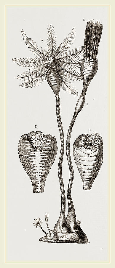 Apiocrinites Rotundas Drawing by Litz Collection