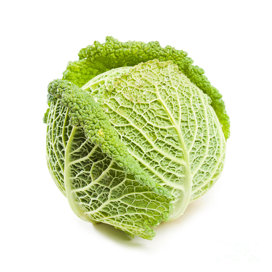 Appetizing fresh cabbage. Photograph by Alstair Thane - Fine Art America