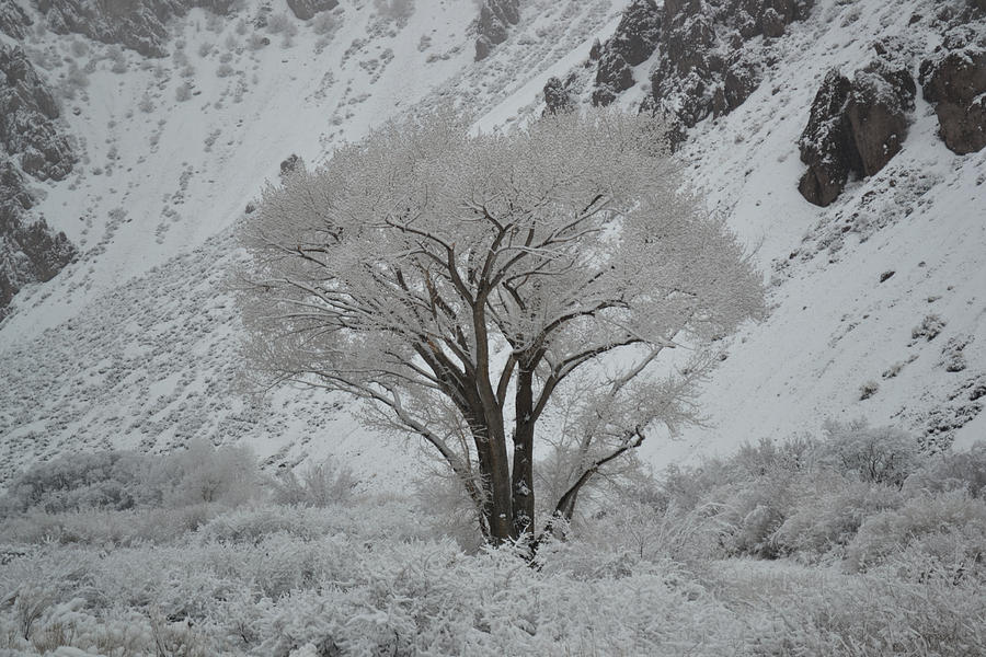 April Snow in Utah - tree Photograph by Roy Erickson - Fine Art America