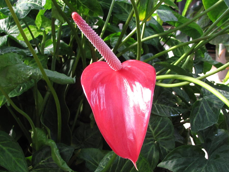 Araceae Photograph by Katrina Edwards - Pixels