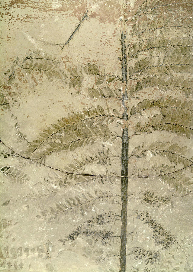 Archaeopteris Hibernica Fossil Photograph by Natural History Museum ...