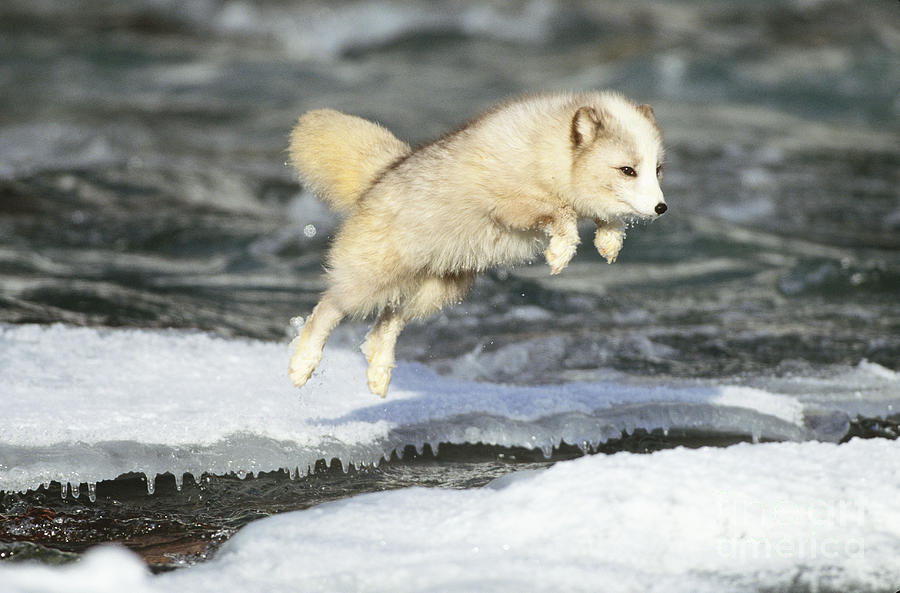 Arctic Fox Jumping