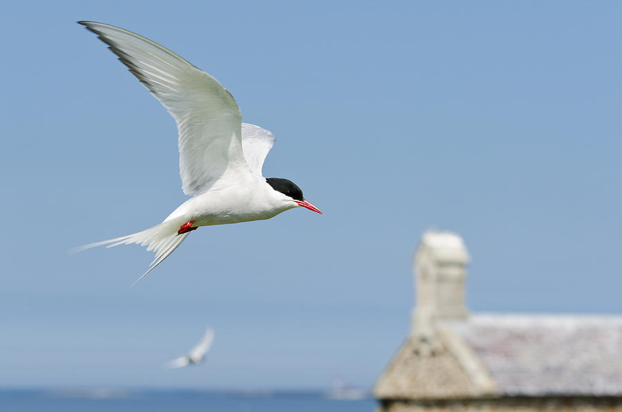Arctic Tern in flight Photograph by David Head - Pixels