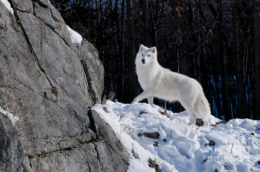 Arctic Wolf On Rock Cliff Photograph by Wolves Only